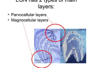 Visual pathway | PPT
