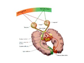 Visual pathway | PPT