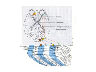 Visual pathway | PPT