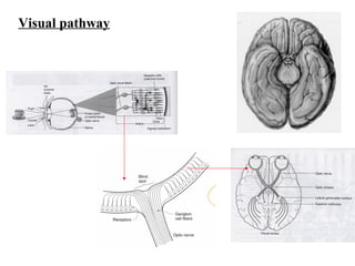 Visual pathway | PPT