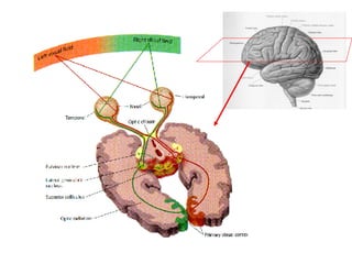 Visual pathway | PPT