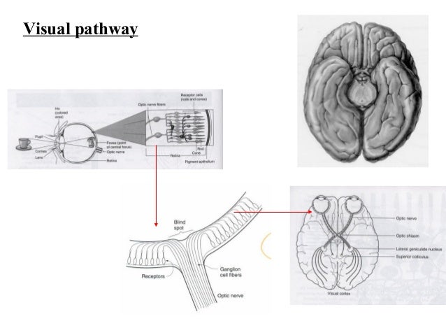 Visual pathway