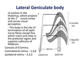 Visual pathway and defects | PPTX