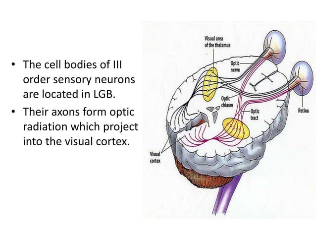 Visual pathway and defects | PPTX | Eye and Vision Conditions ...