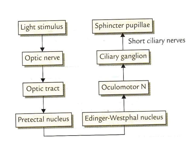Visual pathway and defects | PPTX | Eye and Vision Conditions ...