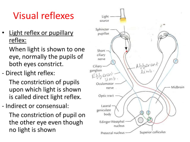Visual pathway and defects