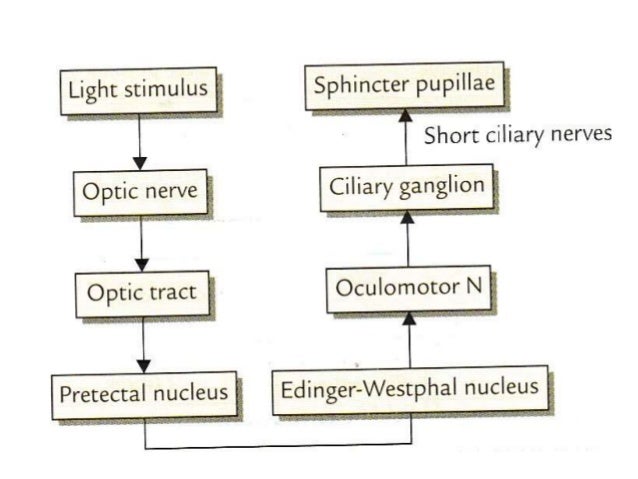 Visual pathway and defects