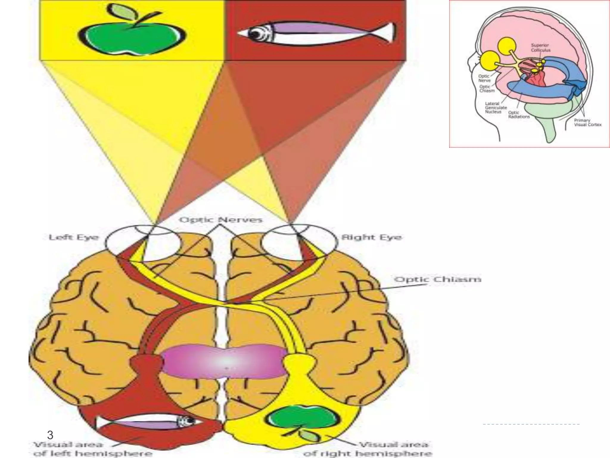 Visual pathway | PPTX