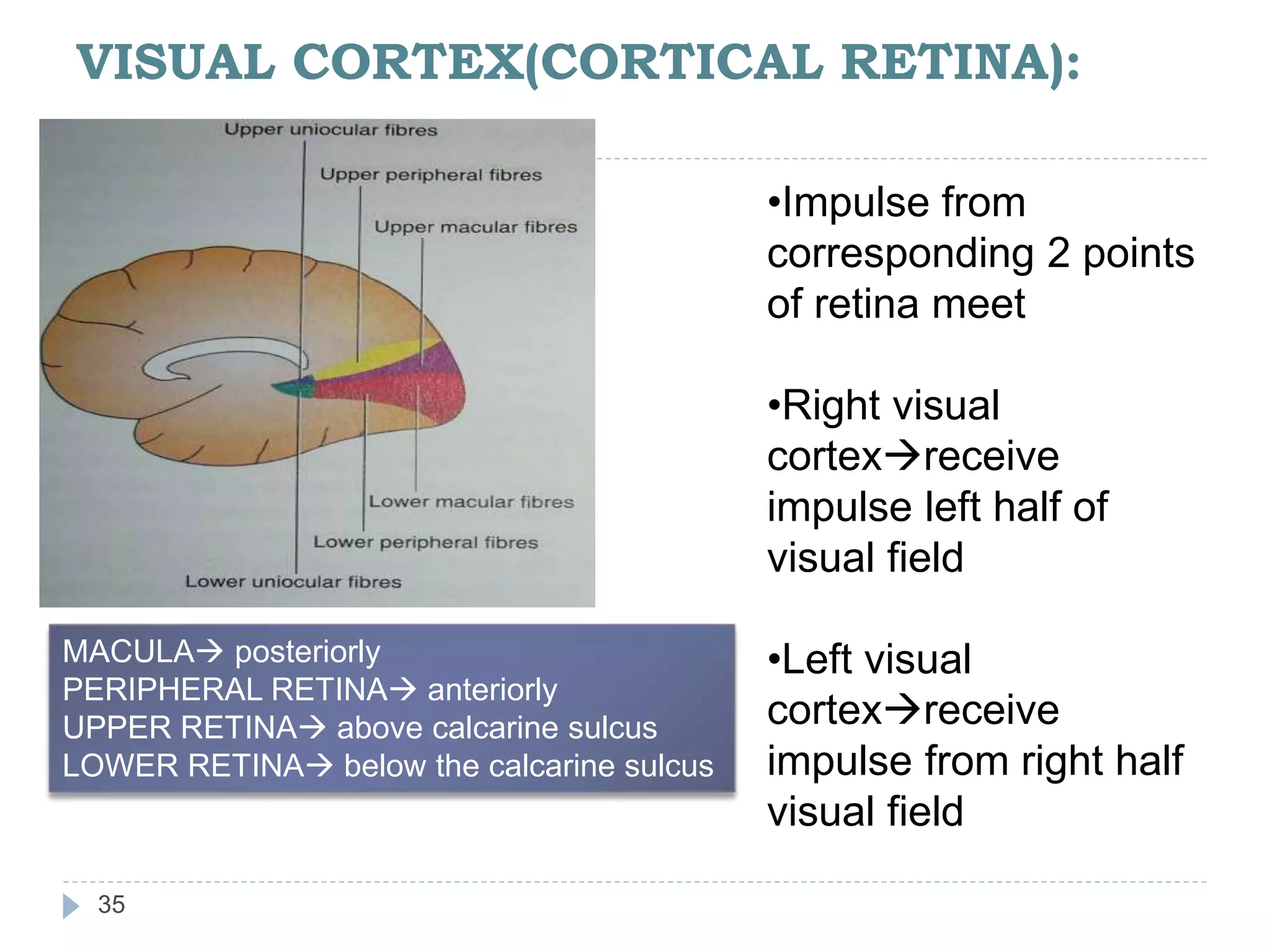 Visual pathway | PPTX