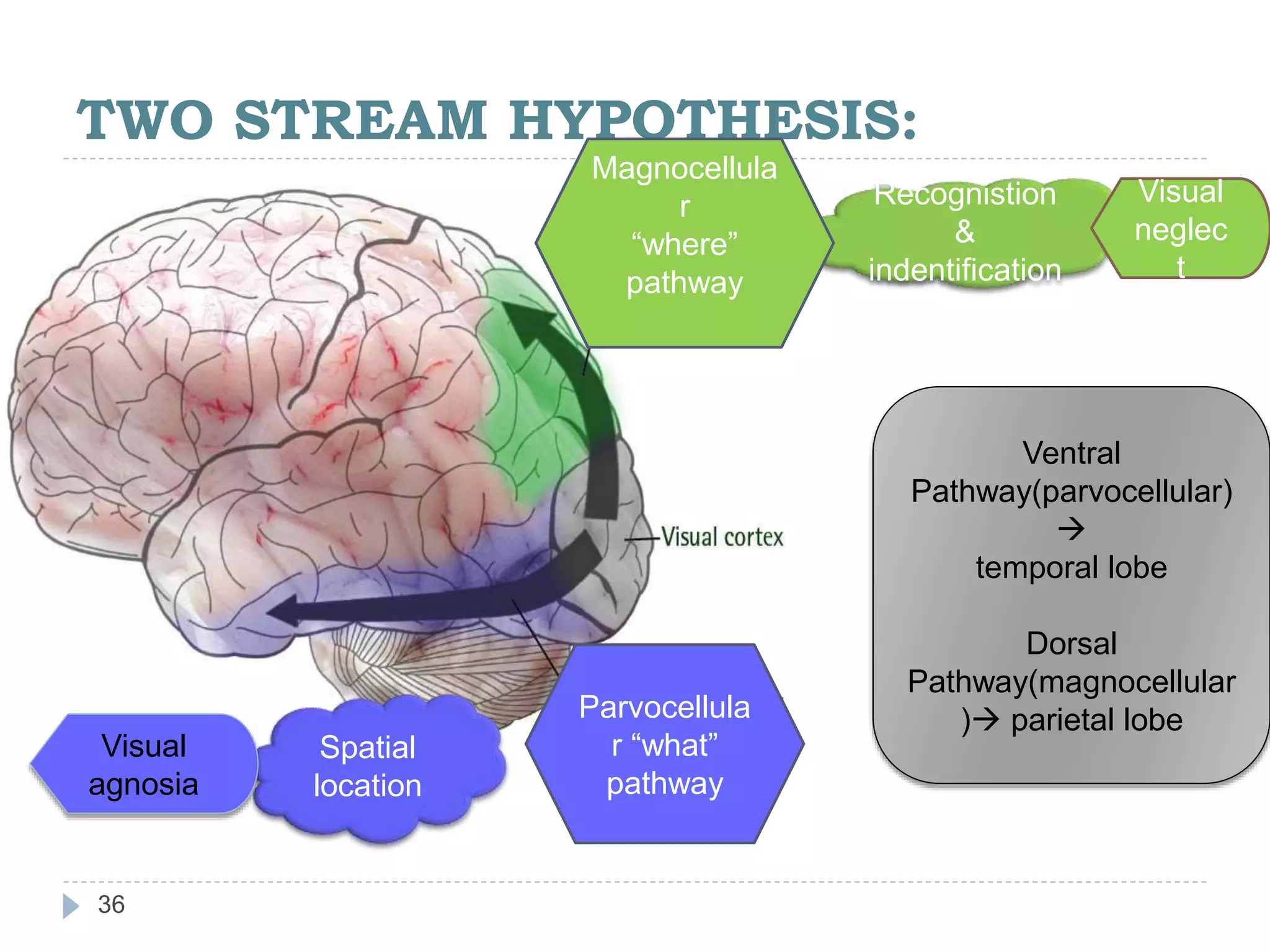 Visual pathway | PPTX