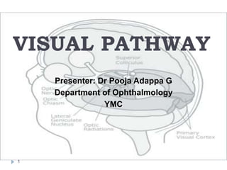 Visual pathway | PPTX