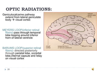 Visual pathway | PPTX