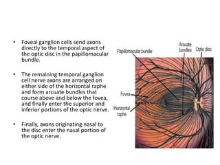 Visual pathway | PPTX