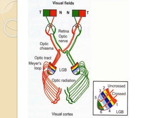 Visual pathway | PPTX