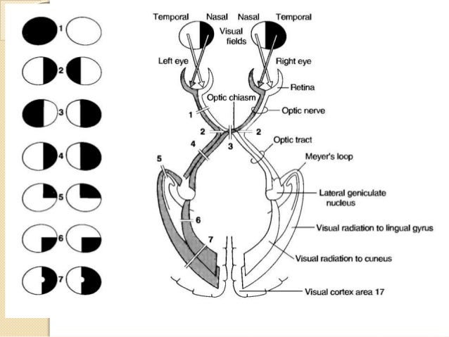 Visual pathway