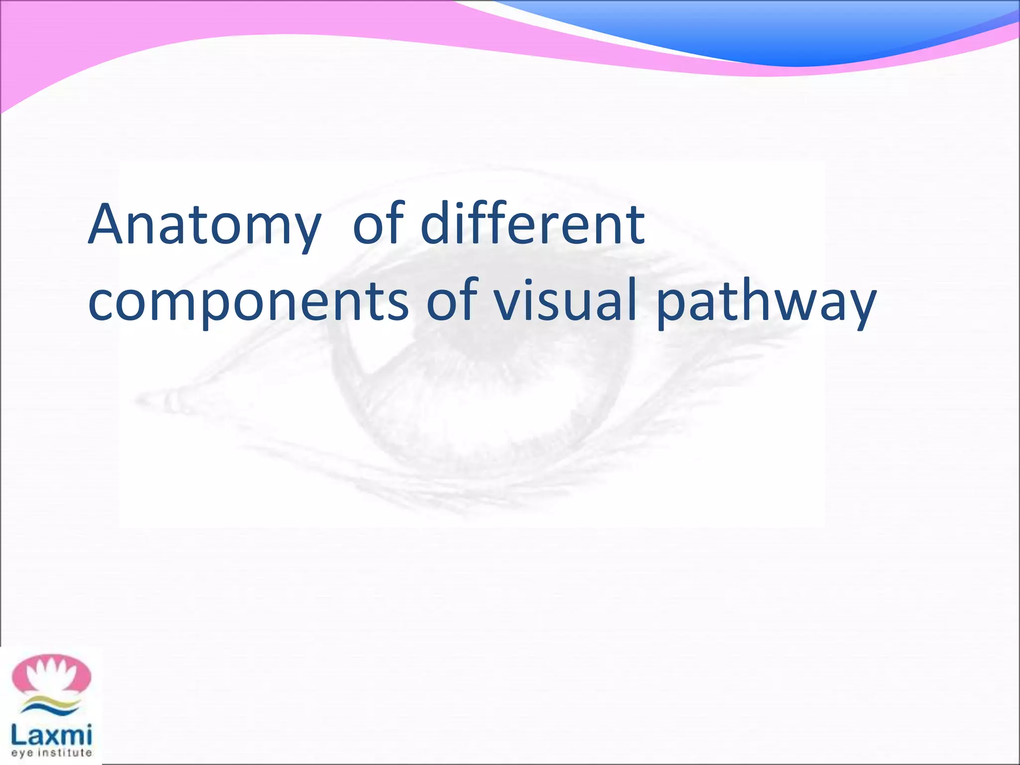 Visual pathway | PPTX
