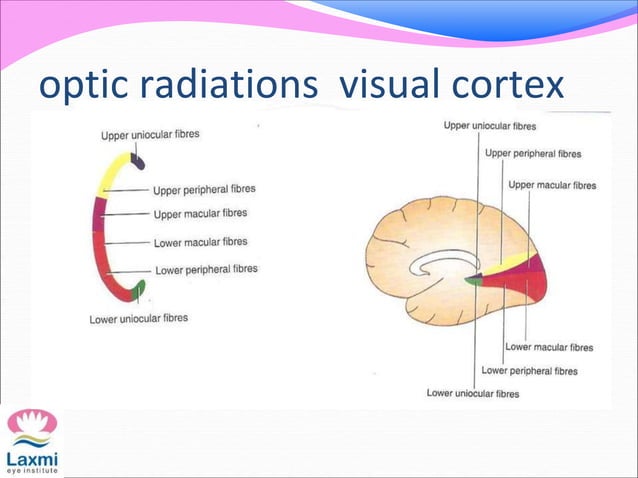 Visual pathway | PPTX | Eye and Vision Conditions | Diseases and Conditions