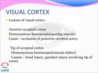 Visual pathway | PPTX