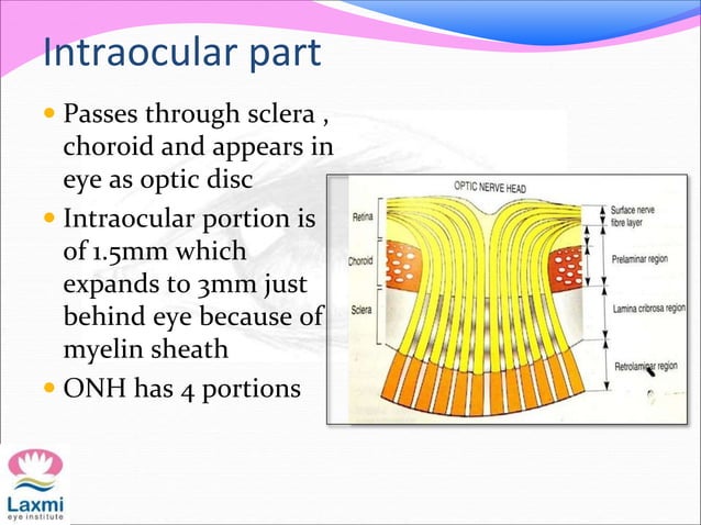 Visual pathway | PPTX | Eye and Vision Conditions | Diseases and Conditions