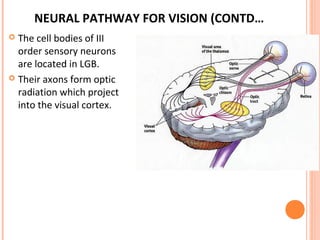 Visual pathway | PPT