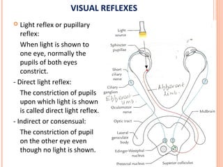 Visual pathway | PPT