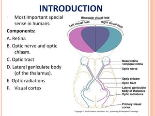 Visual pathway | PPT