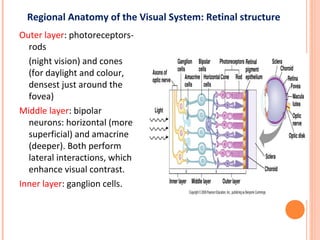 Visual pathway | PPT