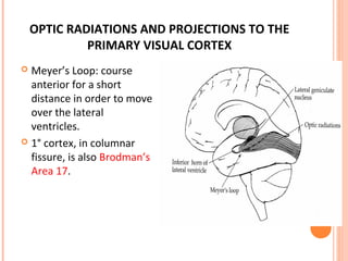 Visual pathway | PPT