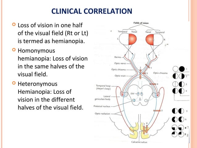 Visual pathway | PPT
