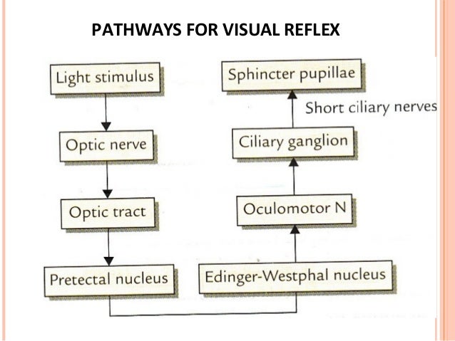 Visual pathway