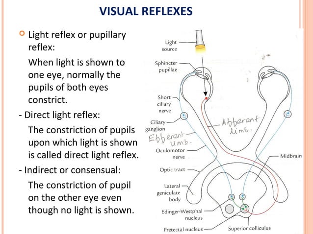 visualpathway-170222022827 (1).pdf