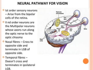 visualpathway-170222022827 (1).pdf