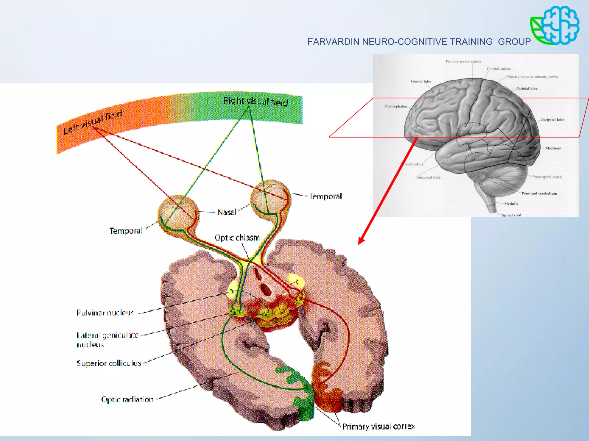 Visual pathway | PPT