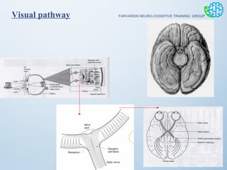 Visual pathway | PPT