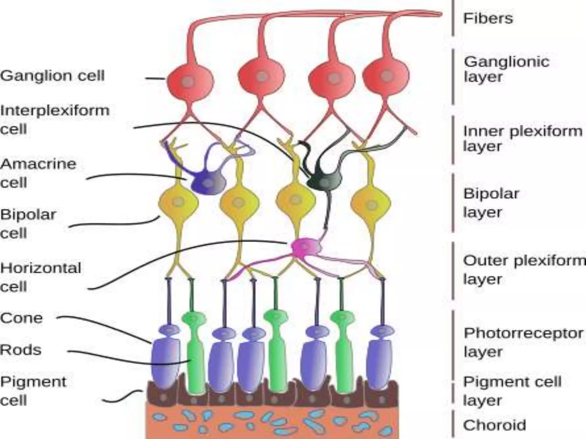 Visual pathway & lesions | PPTX