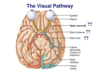 Visual pathway & lesions | PPTX