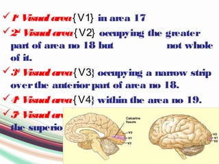 Visual pathway -"The road to Vision" | PPT