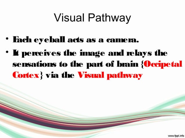 Visual pathway -"The road to Vision" | PPT