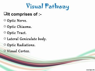 Visual pathway -"The road to Vision" | PPT