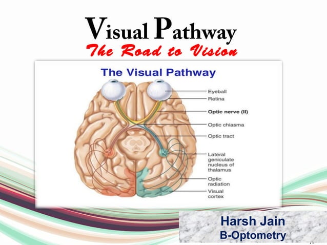 The Visual Pathway: How Vision Travels from the Eyes to the Brain | PPT