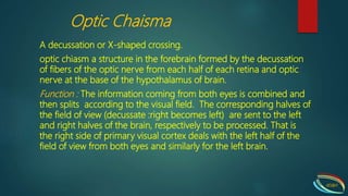 visual pathway | PPTX