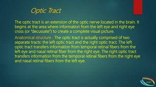 visual pathway | PPTX