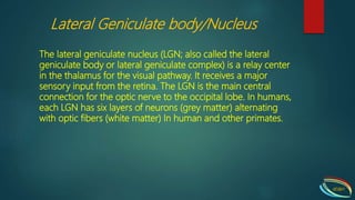 visual pathway | PPTX