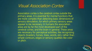 visual pathway | PPTX