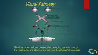 visual pathway | PPTX