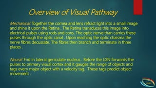 visual pathway | PPTX