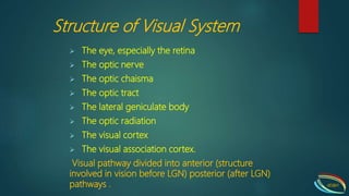 visual pathway | PPTX