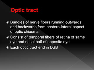 Visual pathway | PPT