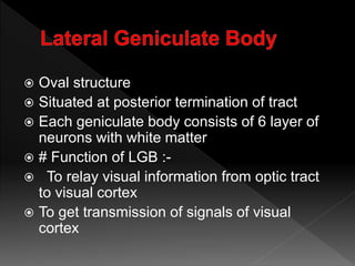 Visual pathway | PPT