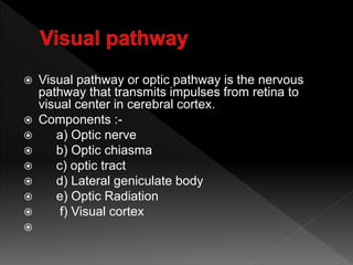 Visual pathway | PPT
